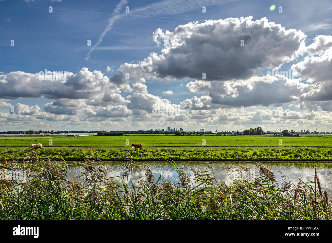 Polder landscape just north of Rotterdam with a canal, reeds and sheep ...