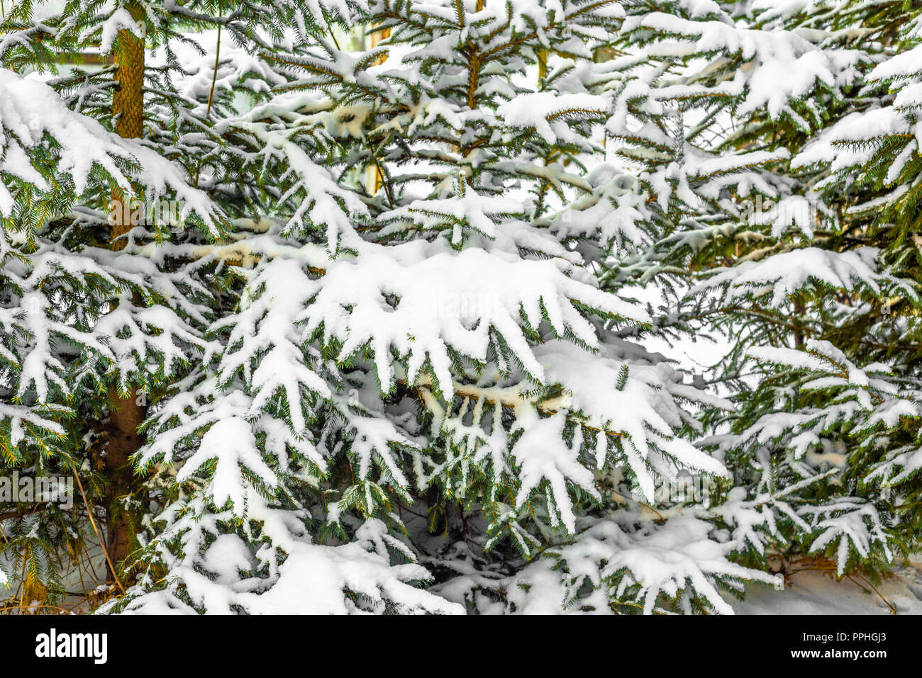 White christmas trees in snow, fir branches with snowy fluff, winter ...
