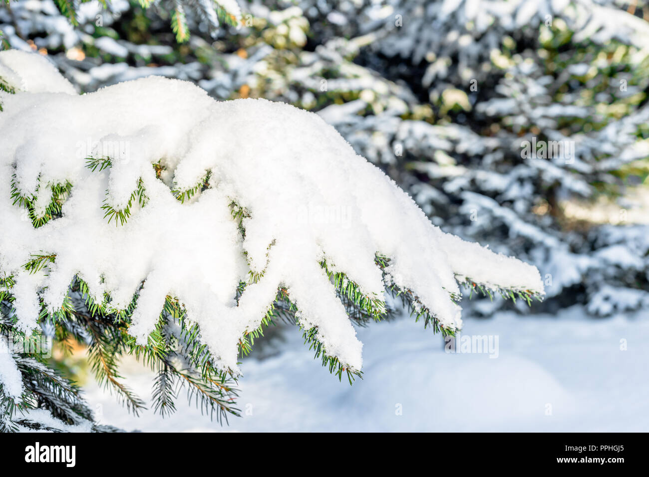 White christmas trees in snow, fir branches with snowy fluff, winter ...