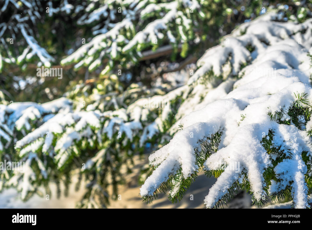 White christmas trees in snow, fir branches with snowy fluff, winter ...