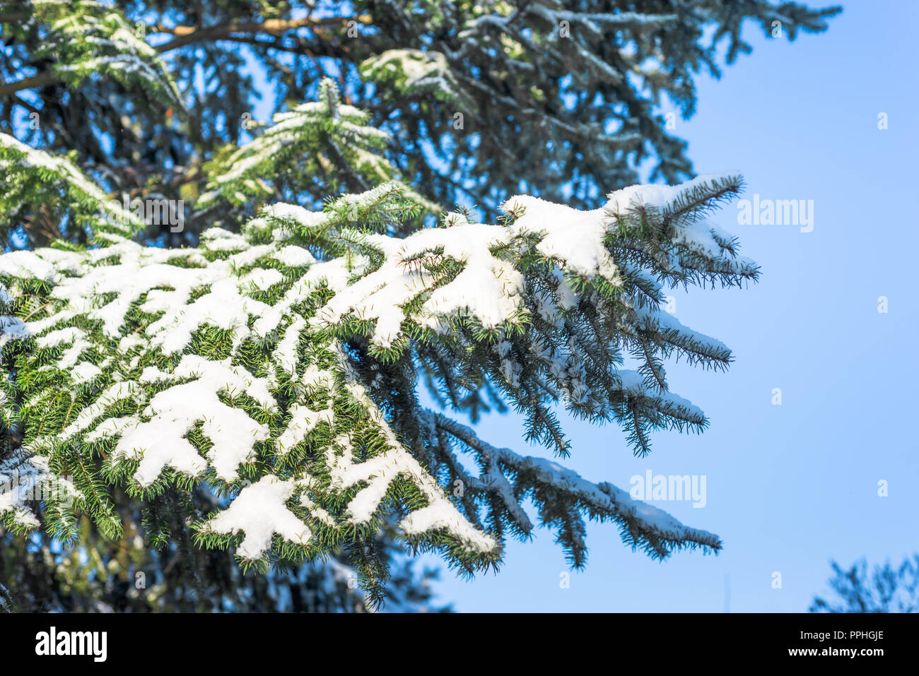 White christmas background, fir trees in snow, winter scene Stock Photo ...