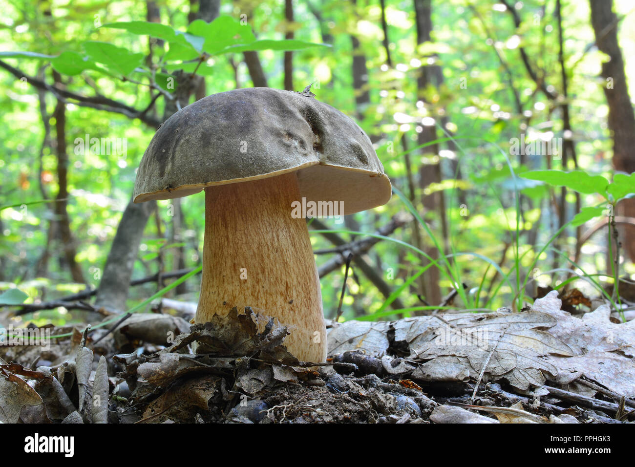 Boletus aereus, the dark cep or bronze bolete, highly prized and much ...