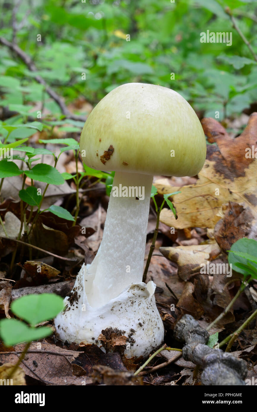 Young, half developed specimen of one of the most dangerous, deadly ...