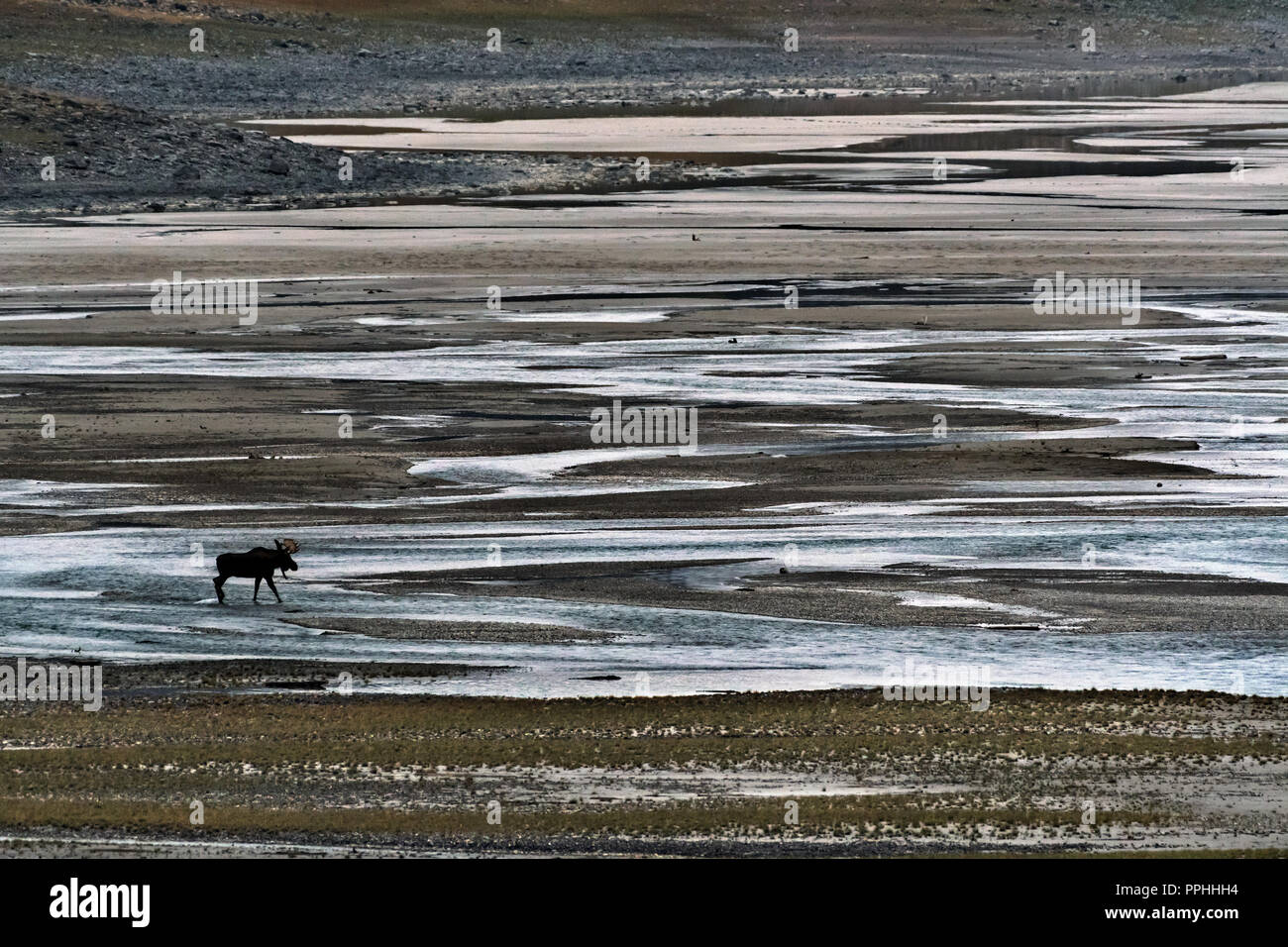Alce (Alces alces), Moose. Medicine lake, Banff NP, Canada Stock Photo ...