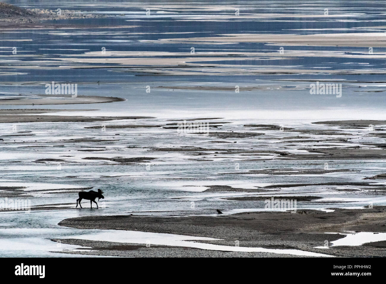 Alce (Alces alces), Moose. Medicine lake, Banff NP, Canada Stock Photo ...