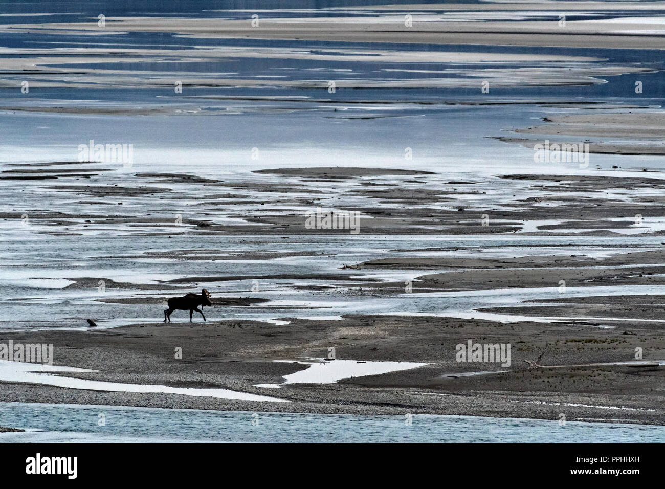 Alces alce hi-res stock photography and images - Alamy