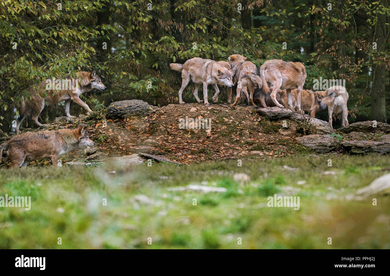 The Pack of the Canadian Timber Wolves Stock Photo - Alamy