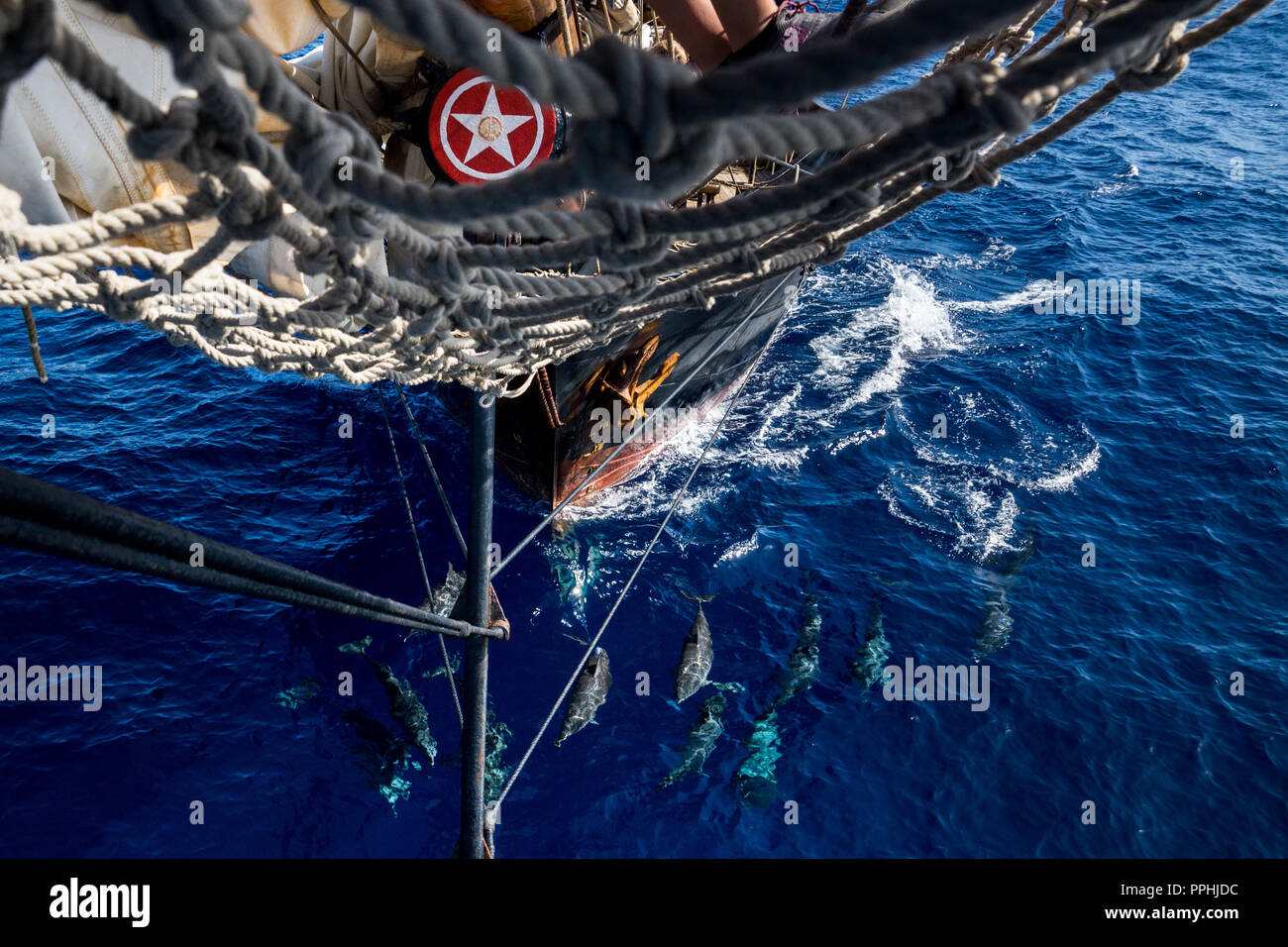 Dolphins swimming in front of a tall ships bow in the caribean Stock ...