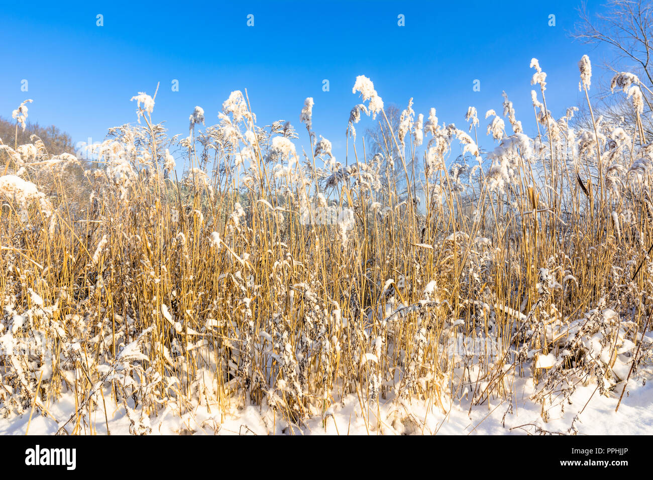 High grass in snow, frost in winter landscape and blue sky Stock Photo ...