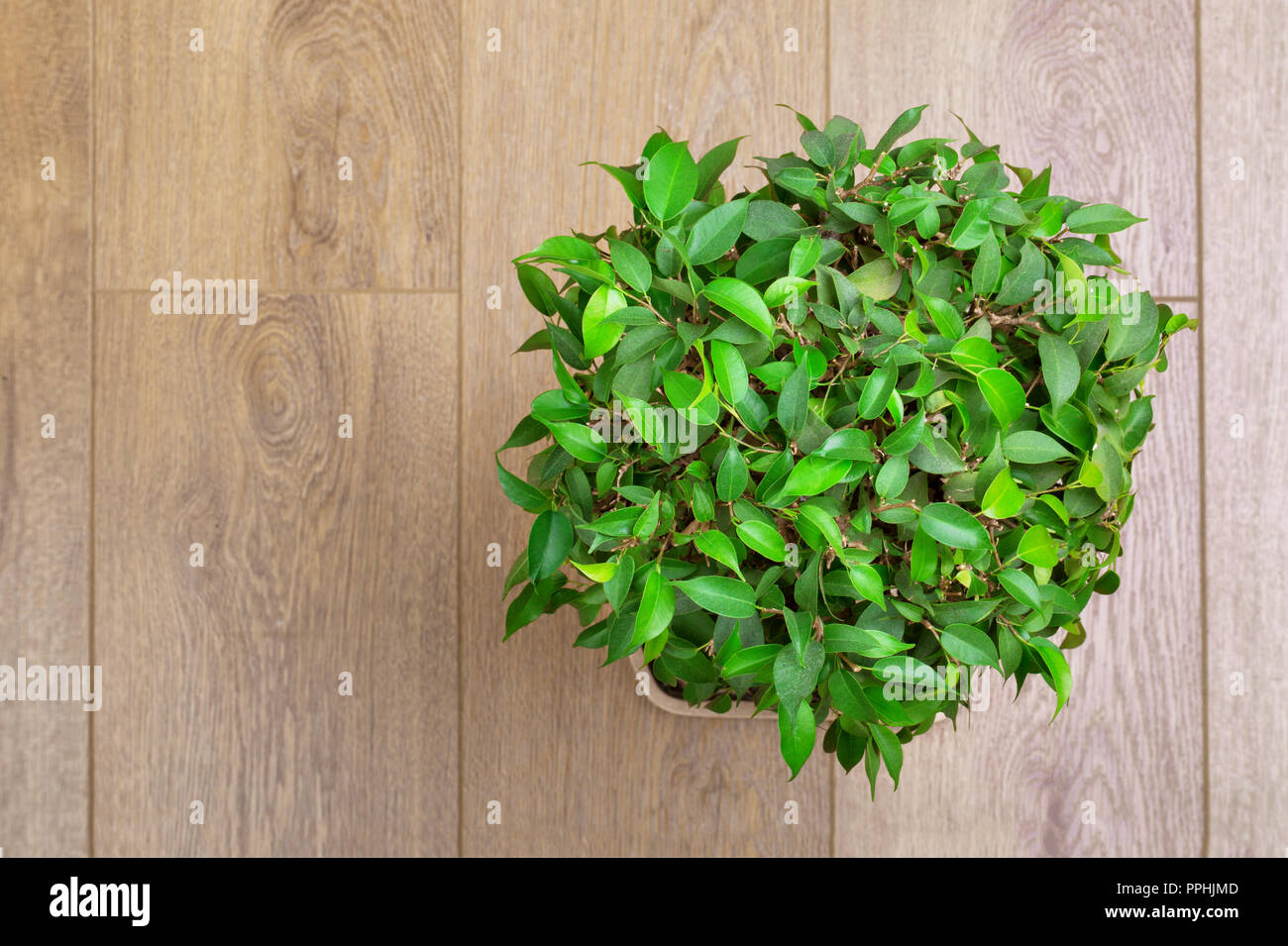 Ficus of Benjamin round shape on a wooden background, top view Stock ...
