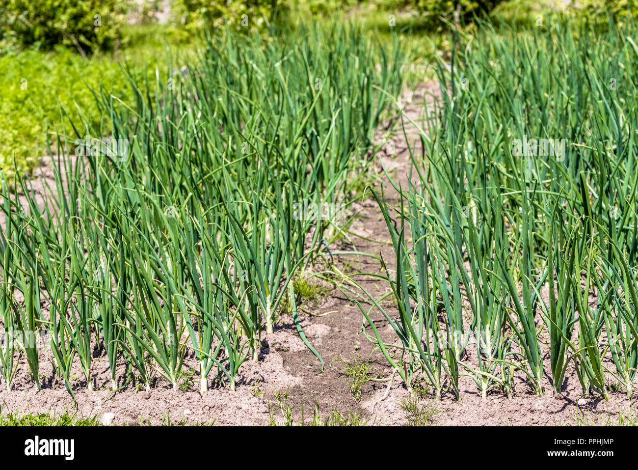 Organic vegetable garden, green onion on patch Stock Photo - Alamy