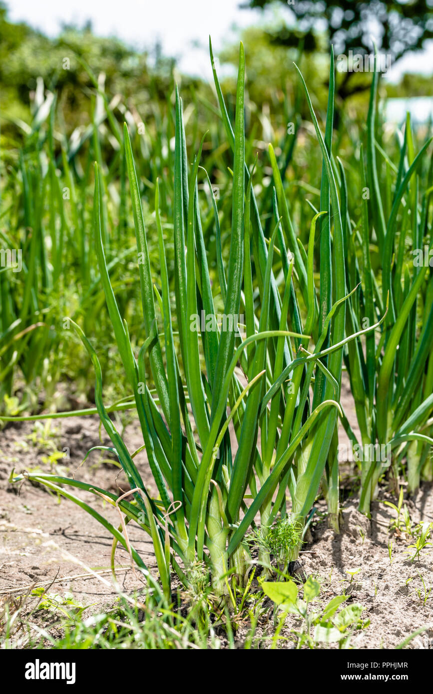 Organic garden with vegetables, green onion on vegetable bed Stock ...