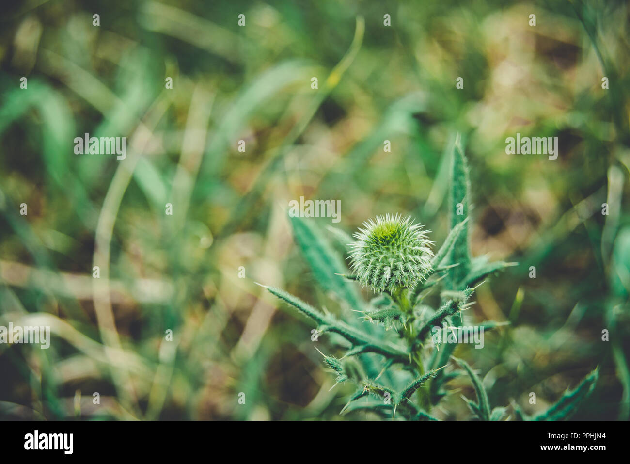 Cirsium vulgare, Spear thistle, Bull thistle, Common thistle, short ...