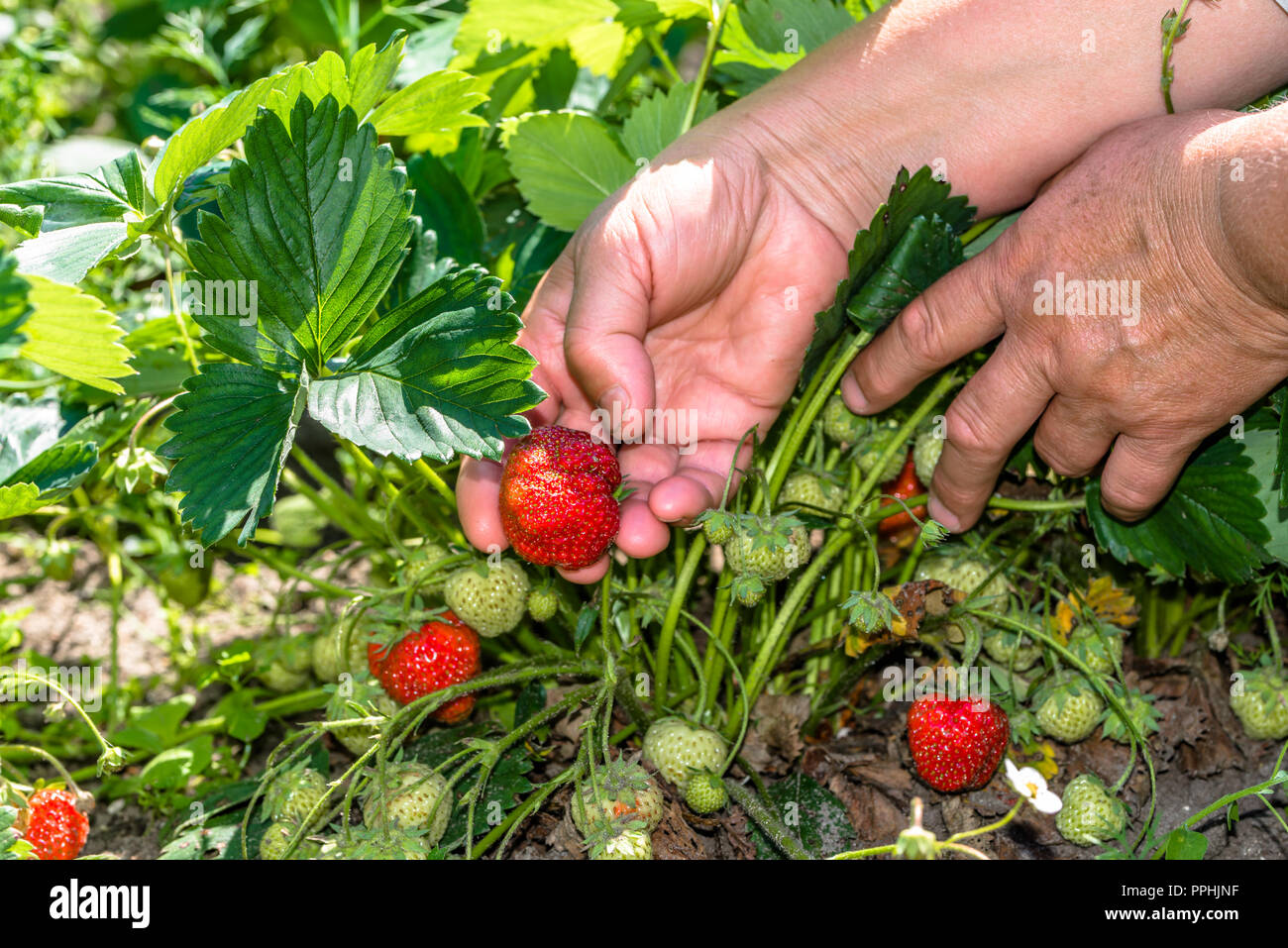 Harvest strawberry in organic farming, picking strawberries by farmers ...