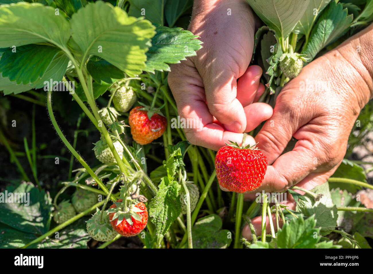 Field of strawberry plant, hands picking strawberries, harvest on farm ...