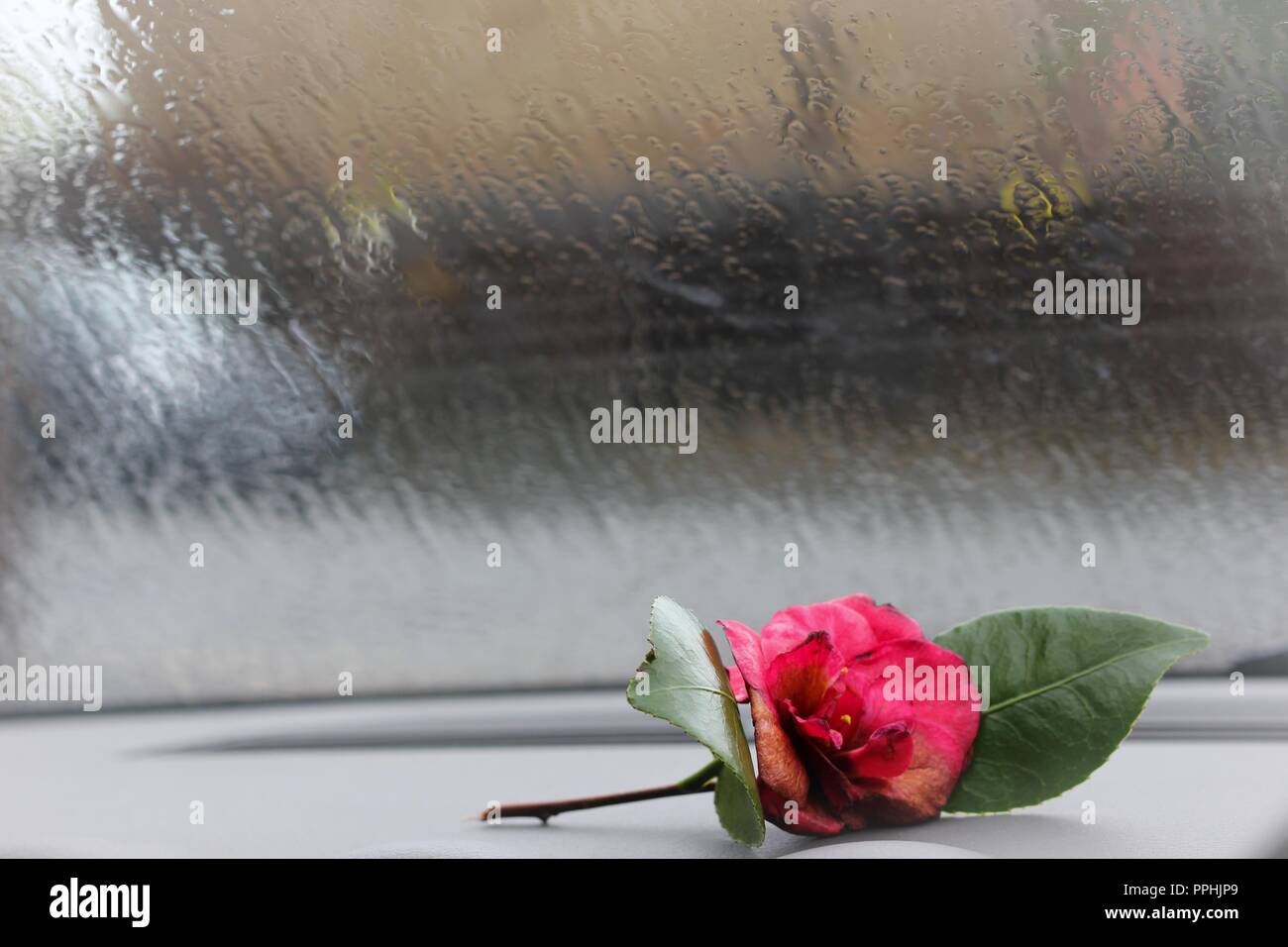 A red rose on the dashboard of a car with rain on the windscreen Stock ...