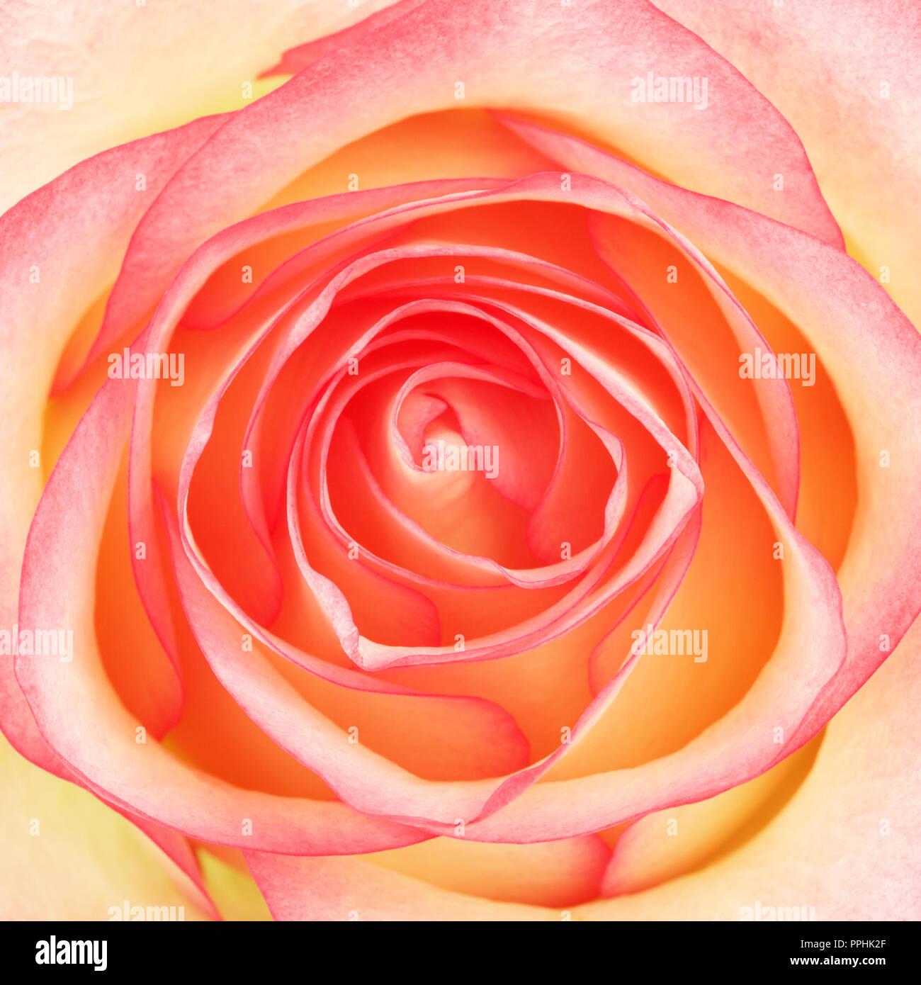 beautiful pink rose flower, top view macro shot Stock Photo - Alamy