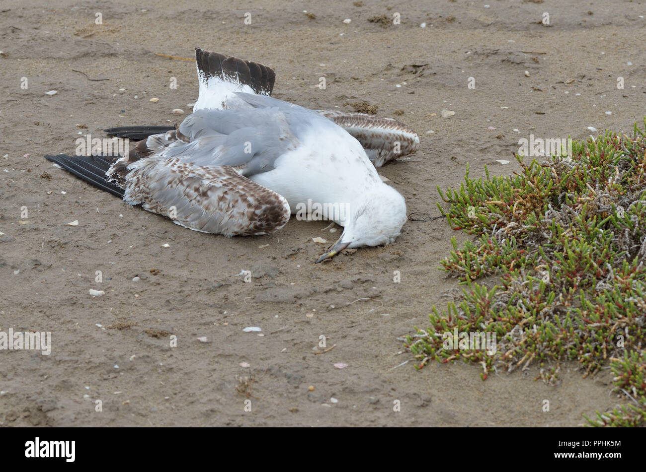 Dead sea birds hi-res stock photography and images - Alamy