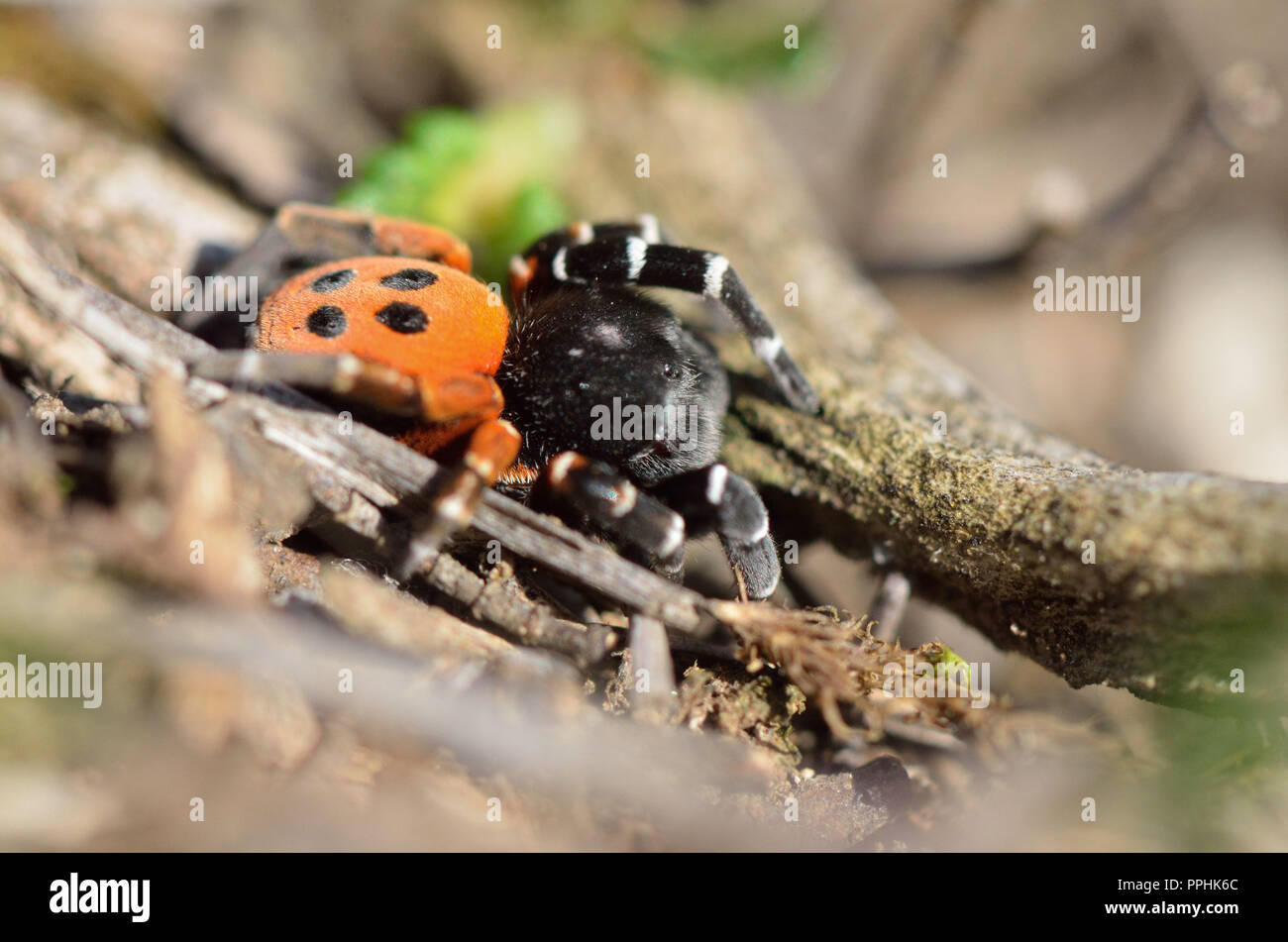 Lady Bird Spider Stock Photo - Alamy