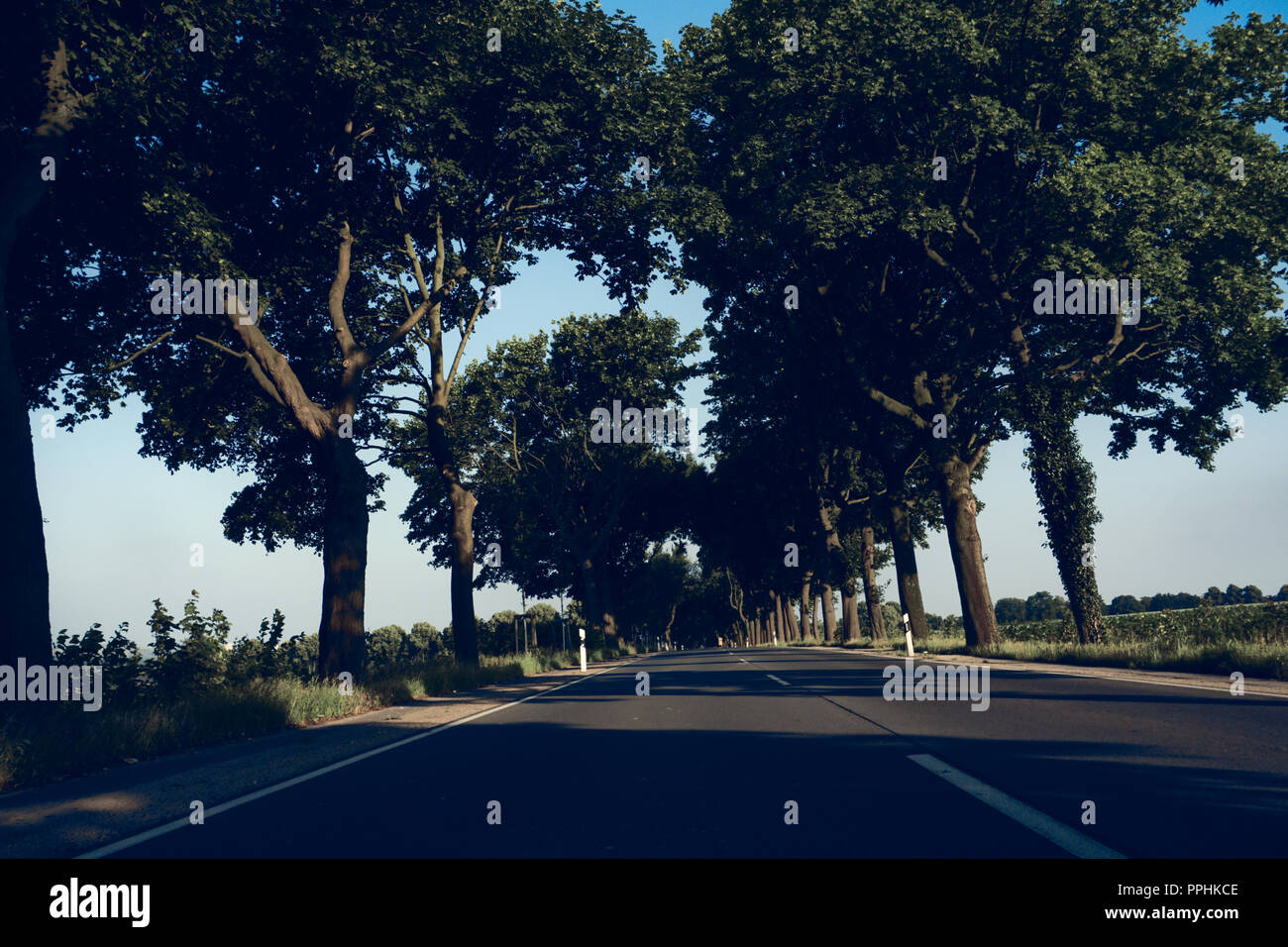Picture of a street with trees and a blue sky Stock Photo - Alamy