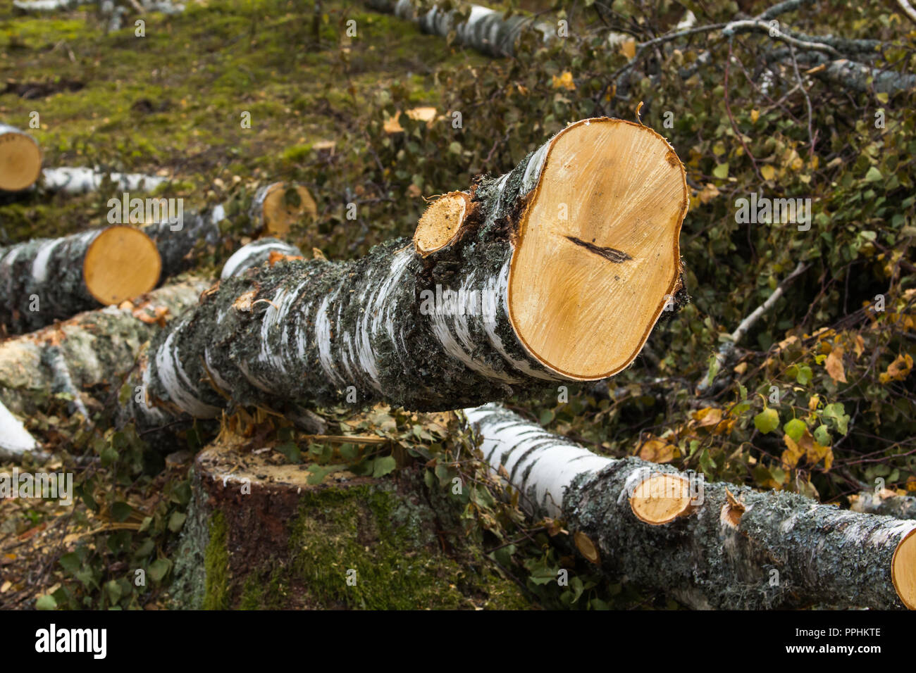 Stack of felled trees in the forest ready for transport. Timber ...