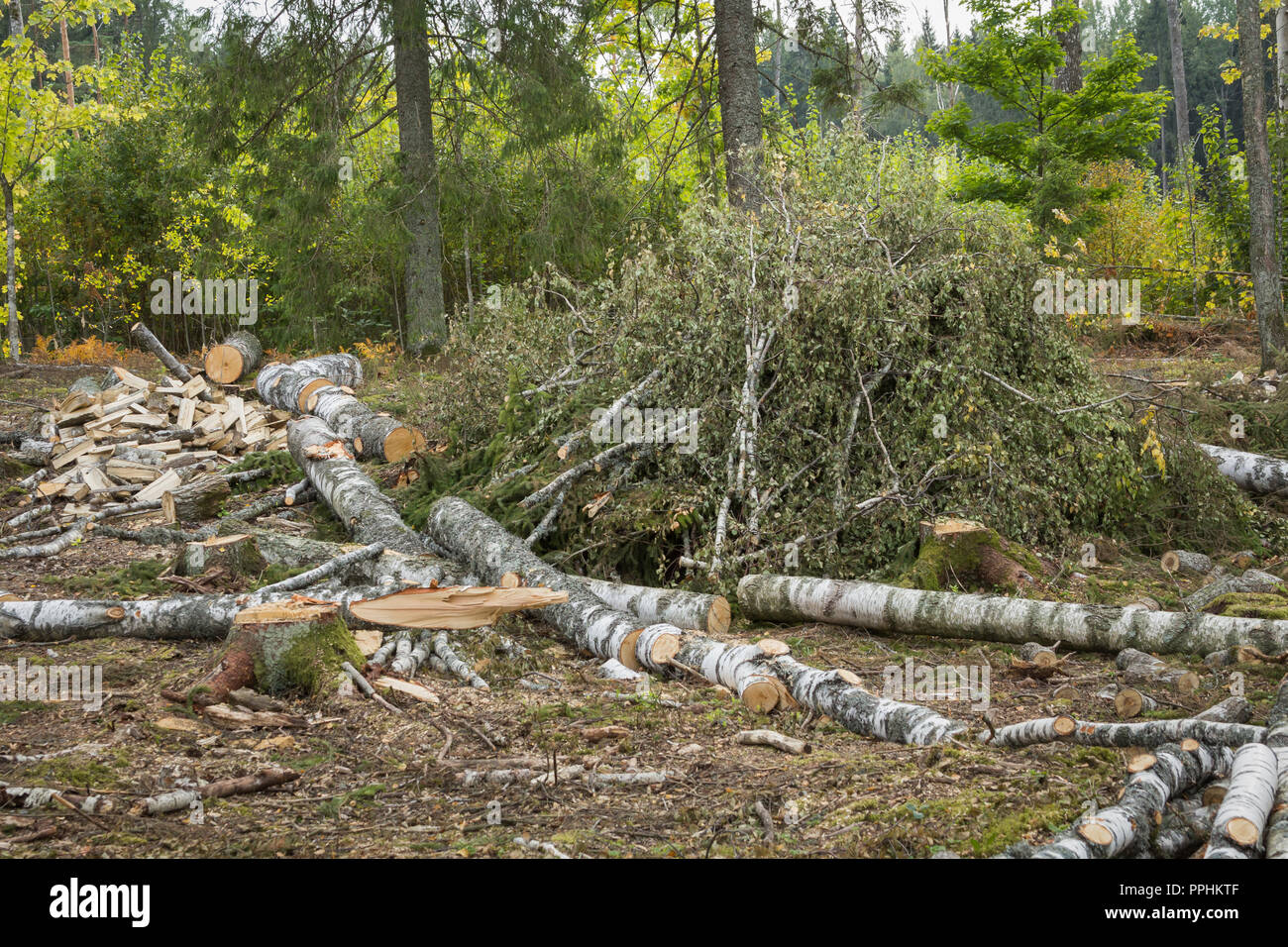 Stack of felled trees in the forest ready for transport. Timber ...