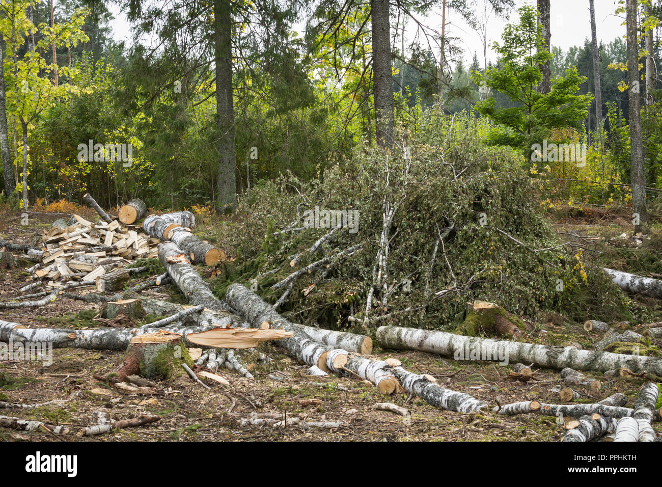 Stack of felled trees in the forest ready for transport. Timber ...