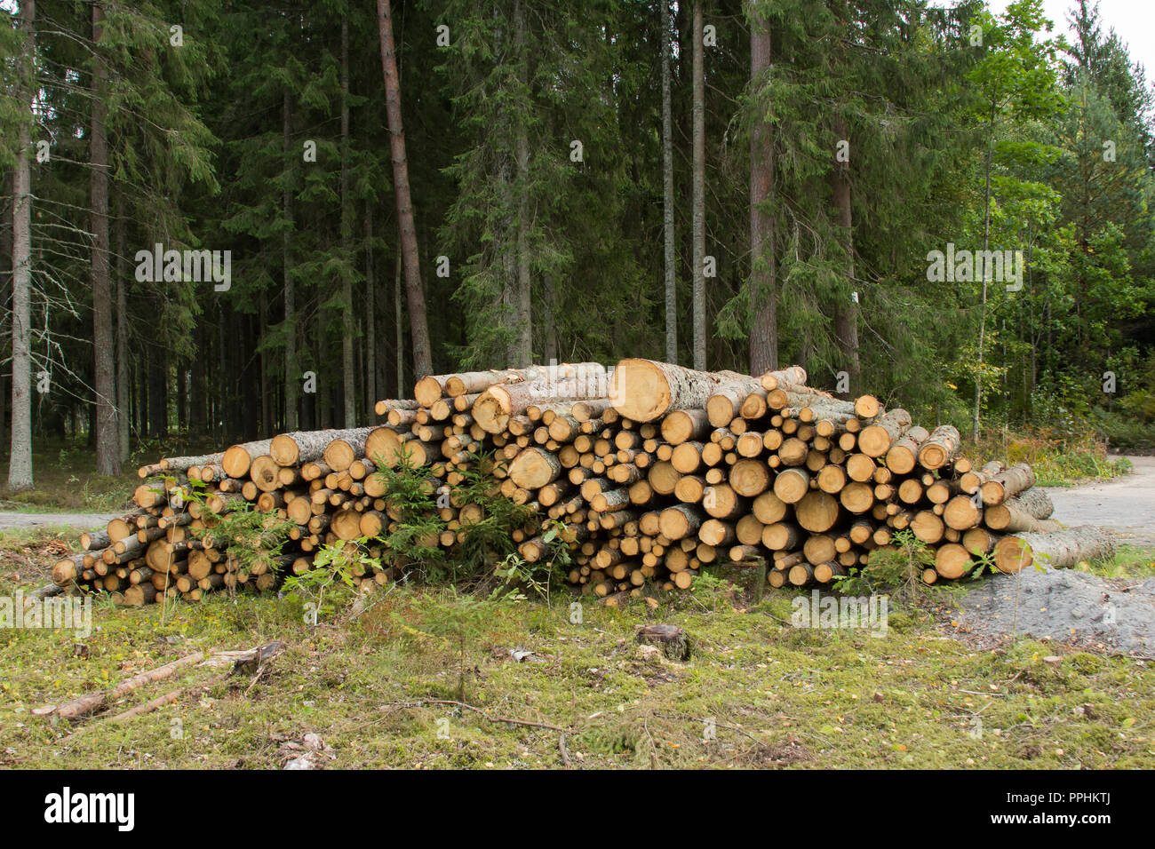 Stack of felled trees in the forest ready for transport. Timber ...