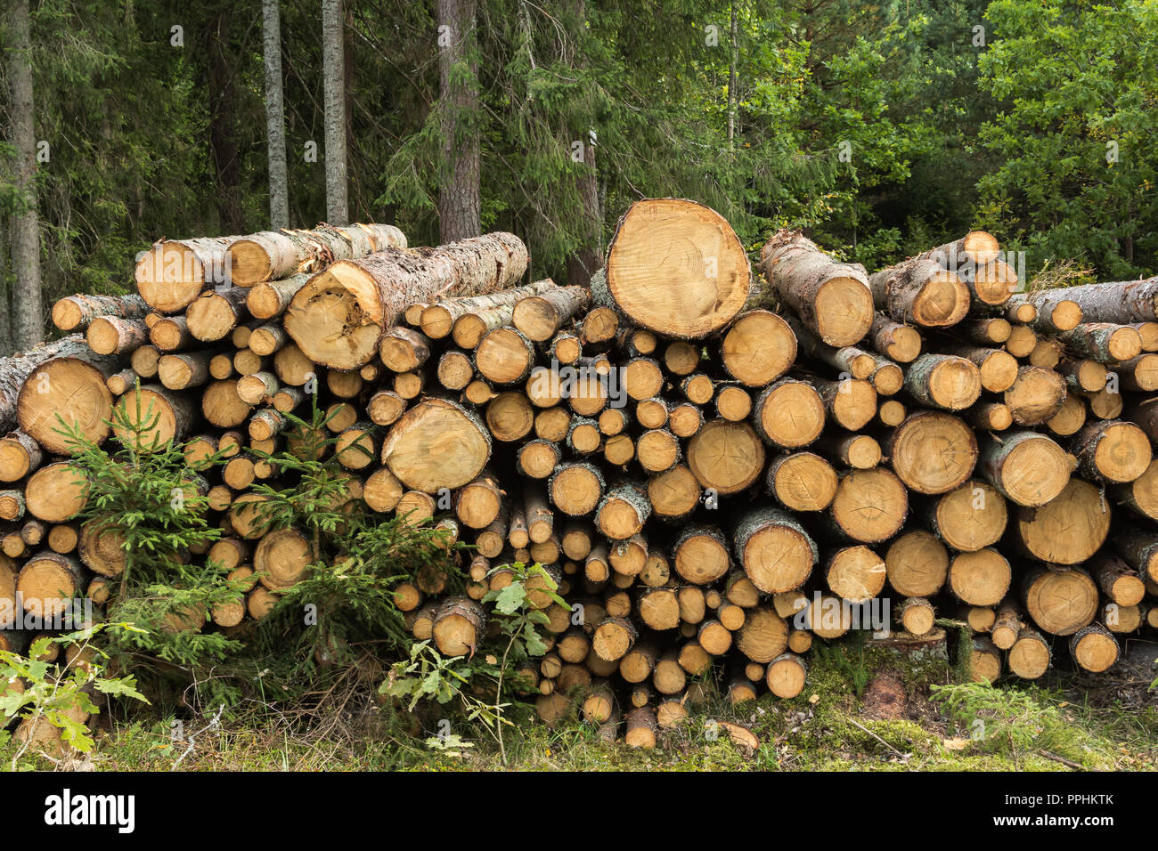 Stack of felled trees in the forest ready for transport. Timber ...
