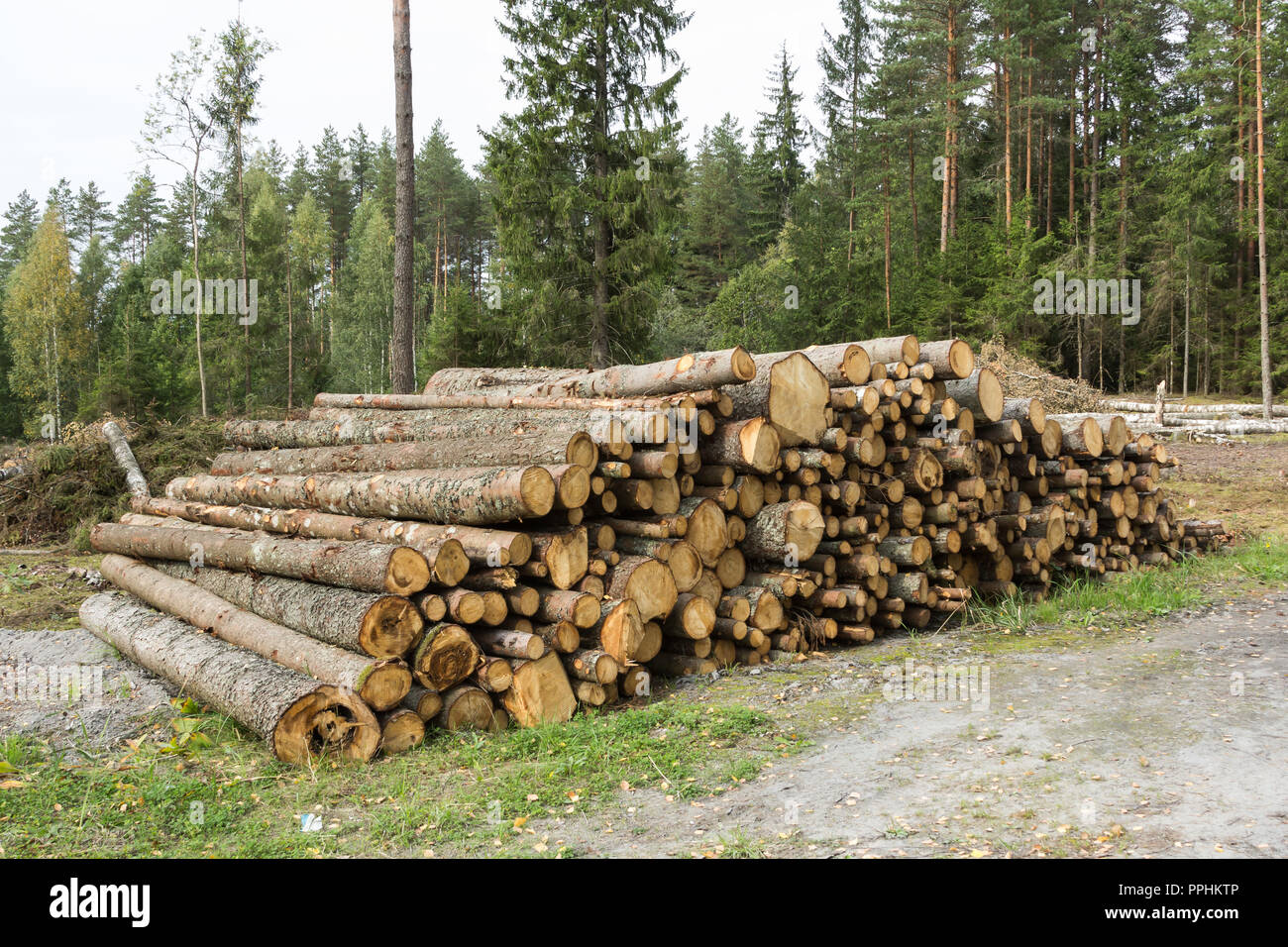 Stack of felled trees in the forest ready for transport. Timber ...