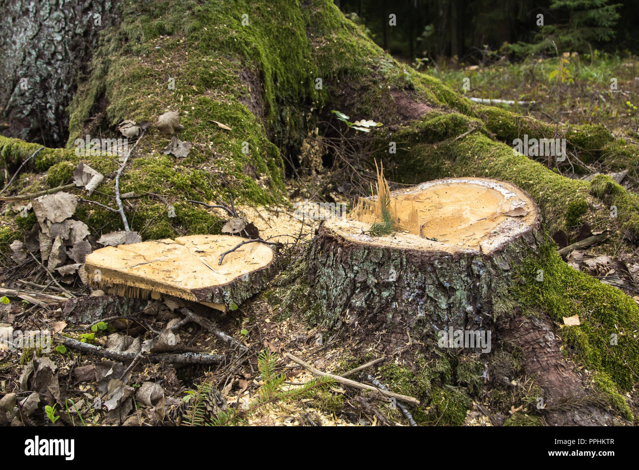 Stack of felled trees in the forest ready for transport. Timber ...