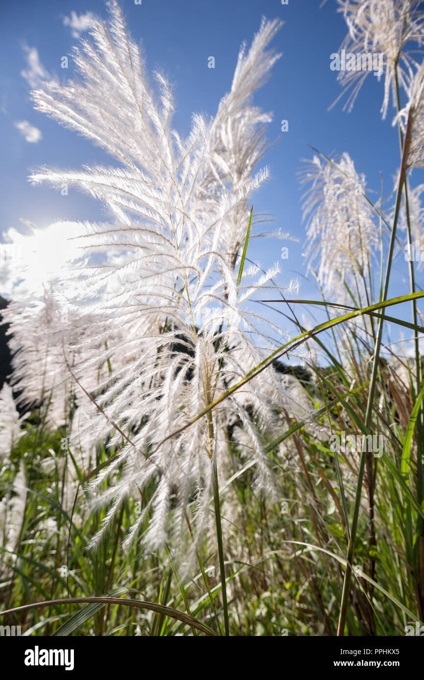 Silver Feather Plant, flowering Asia grass plant Miscanthus sinensis on ...