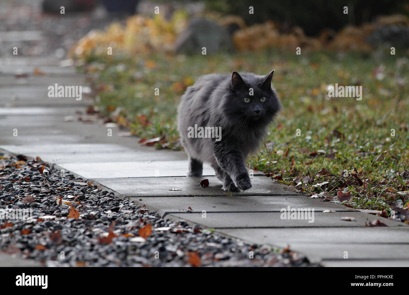 Norwegian forest cat walking along a pavement at yard Stock Photo - Alamy
