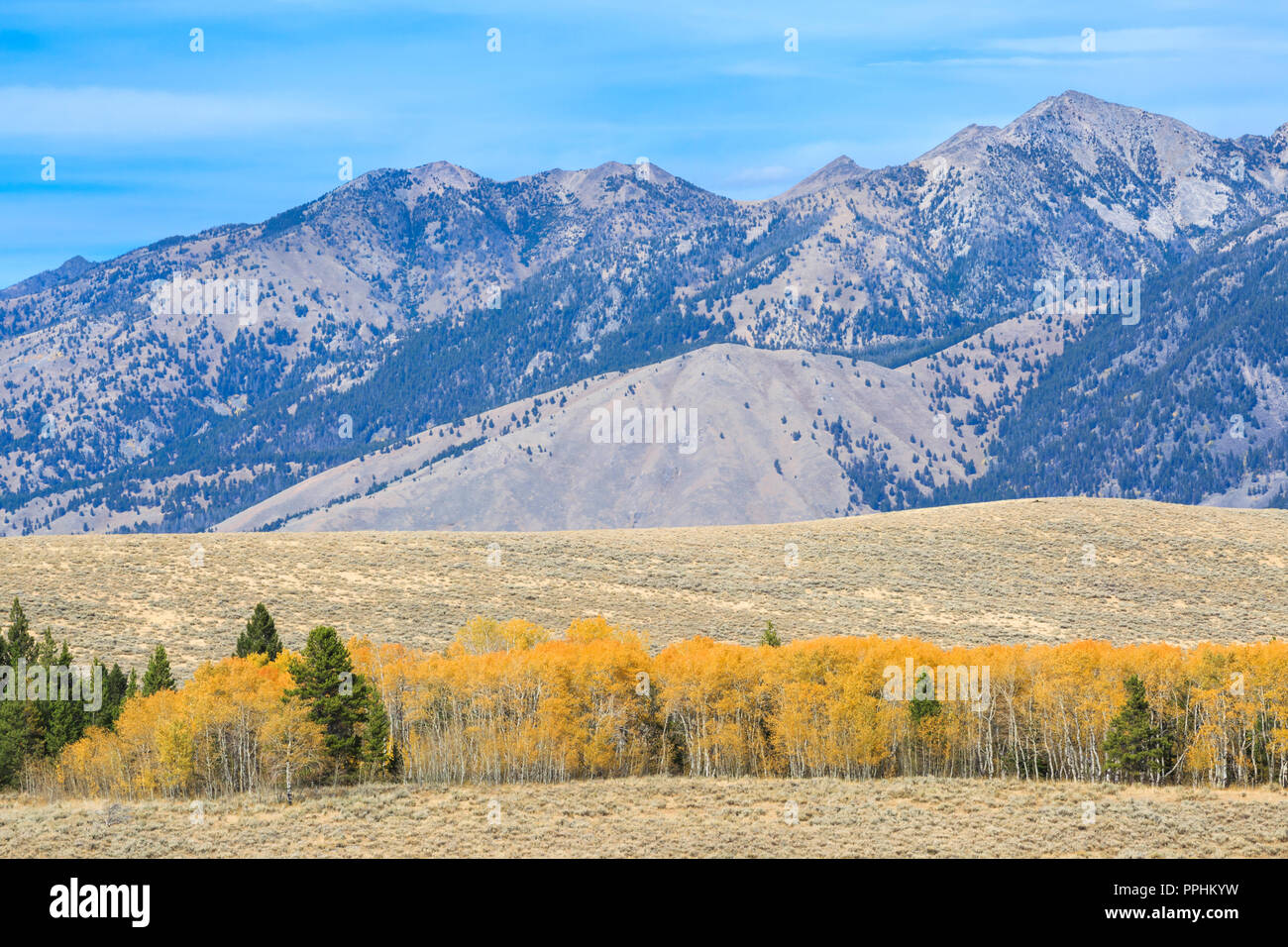 aspen in fall color below peaks of the madison range near cliff lake ...