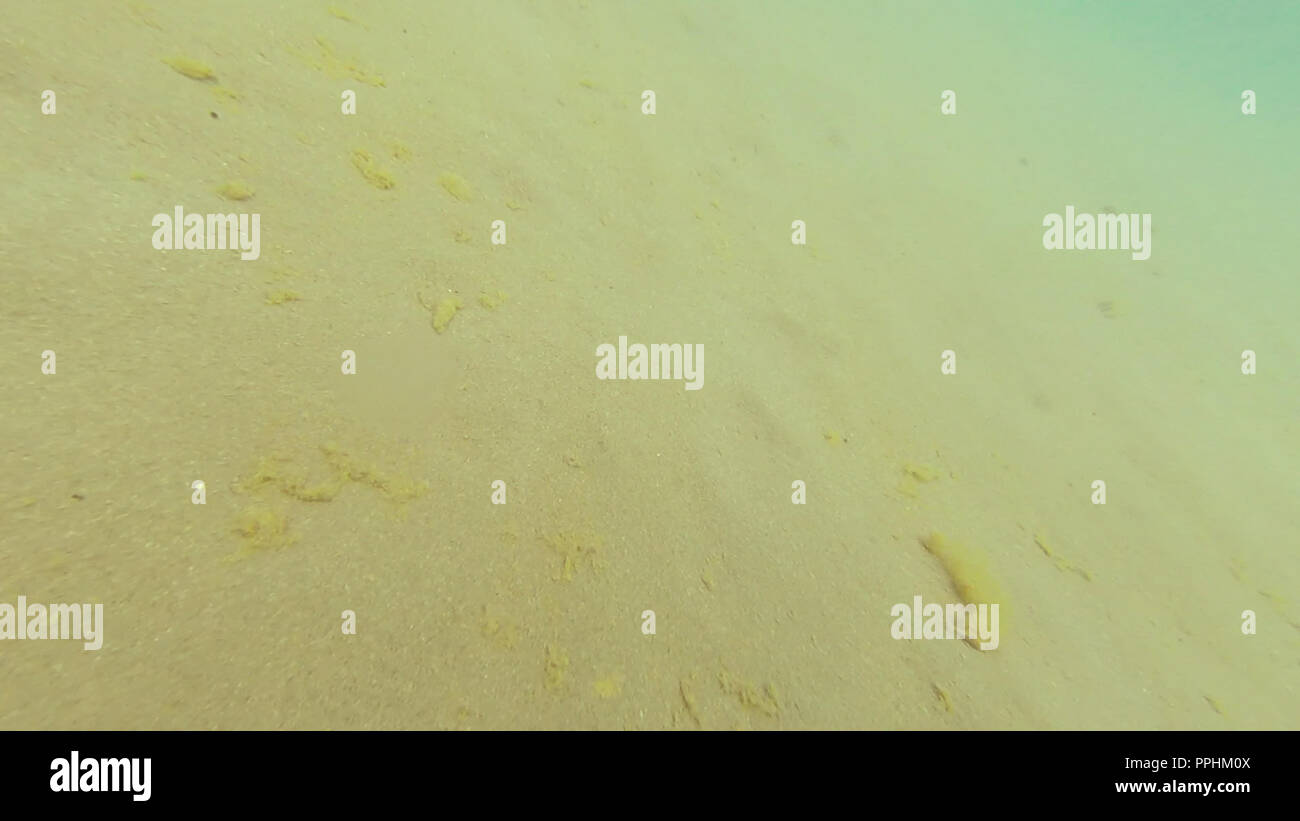 Photo underwater sandy bottom of the black sea in summer Stock Photo ...