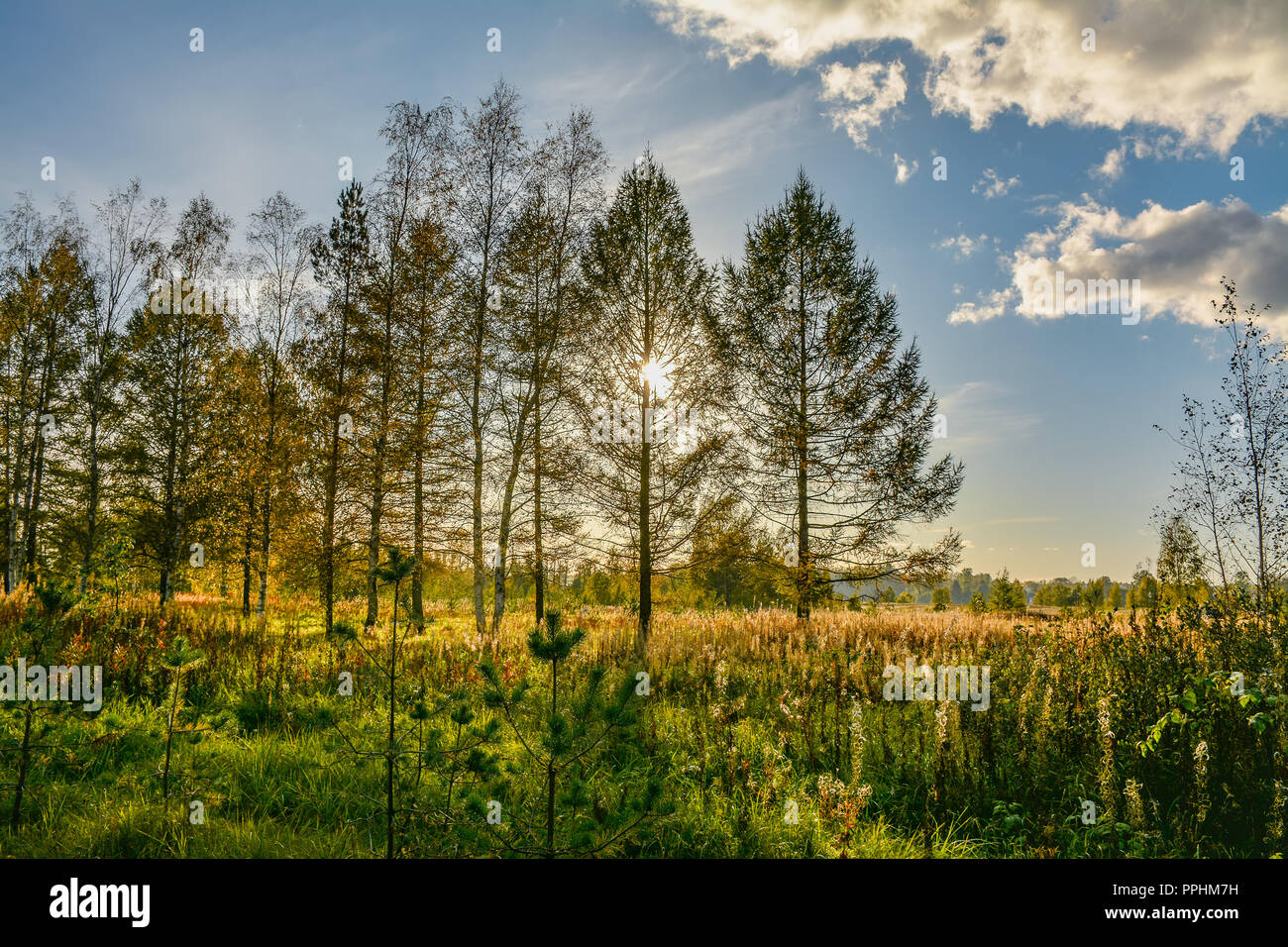 Sunny autumn evening in the country.Shadows from the setting sun. Early ...