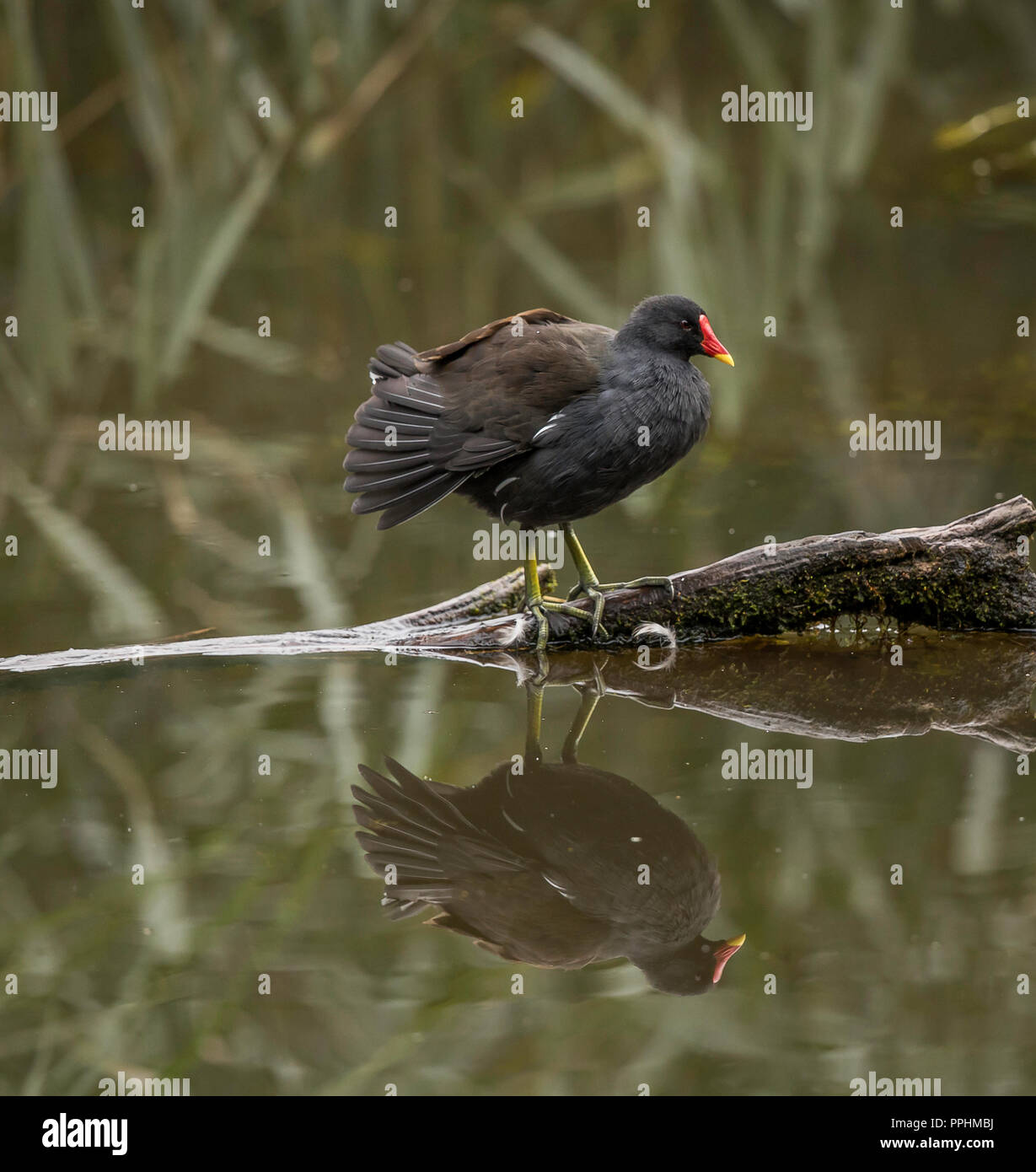 Moor fowl hi-res stock photography and images - Alamy