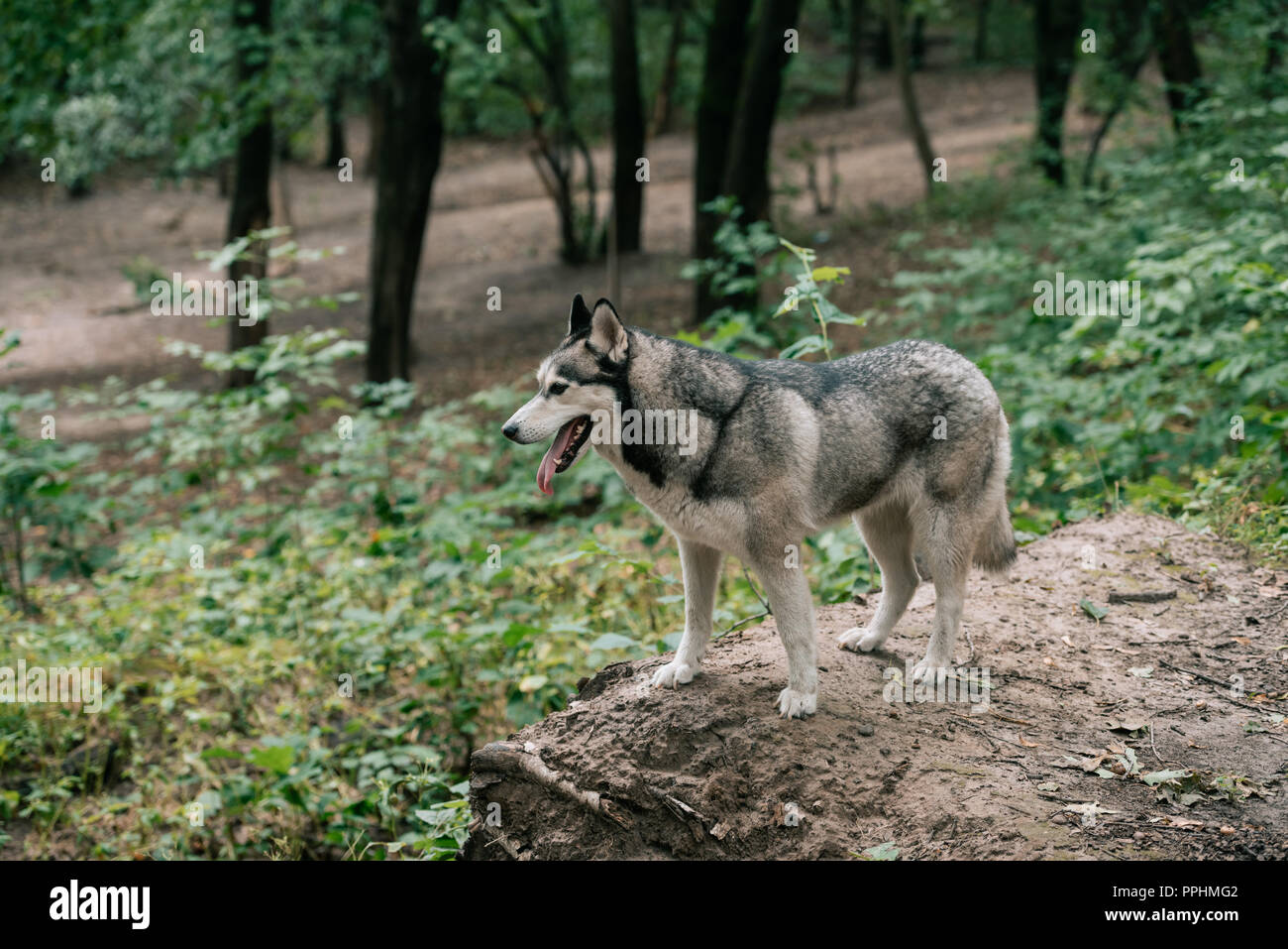 siberian husky dog walking in park Stock Photo - Alamy