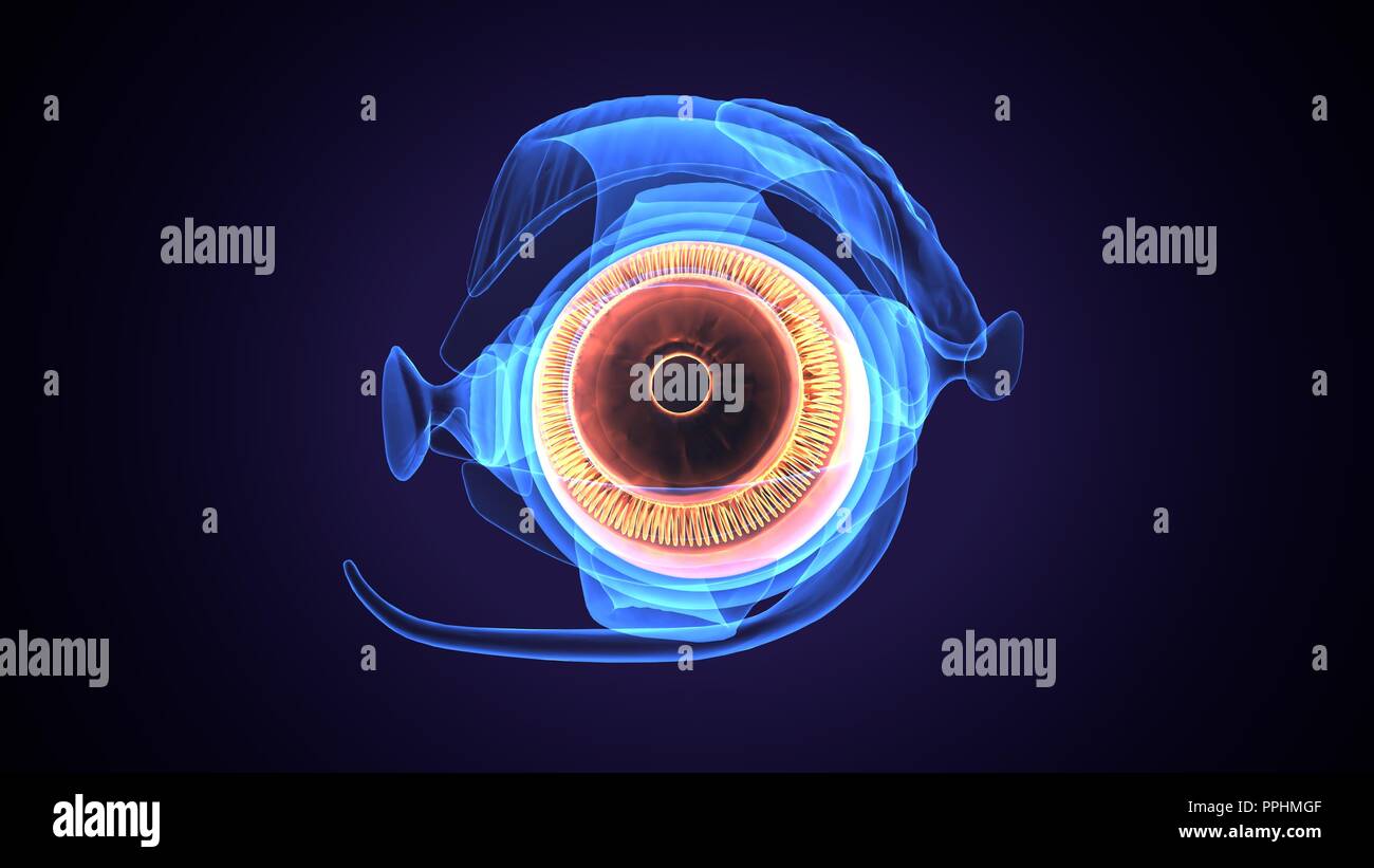 3d illustration of human body eyeball anatomy Stock Photo - Alamy