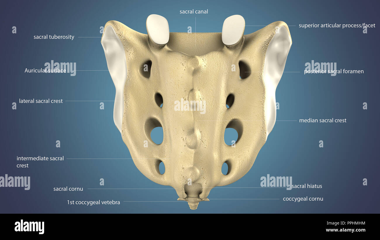 Sacral Bone Anatomy Poster Anatomical Representation Of Sacrum And