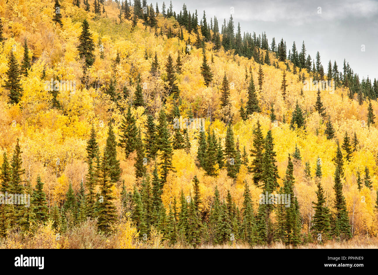 Aspens colors hi-res stock photography and images - Alamy