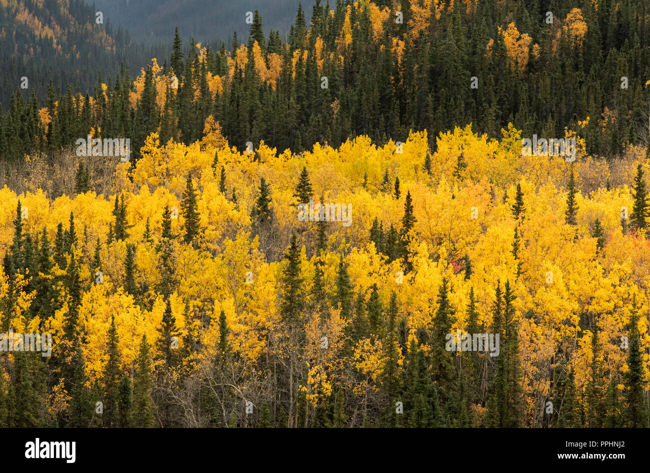 Aspens colors hi-res stock photography and images - Alamy