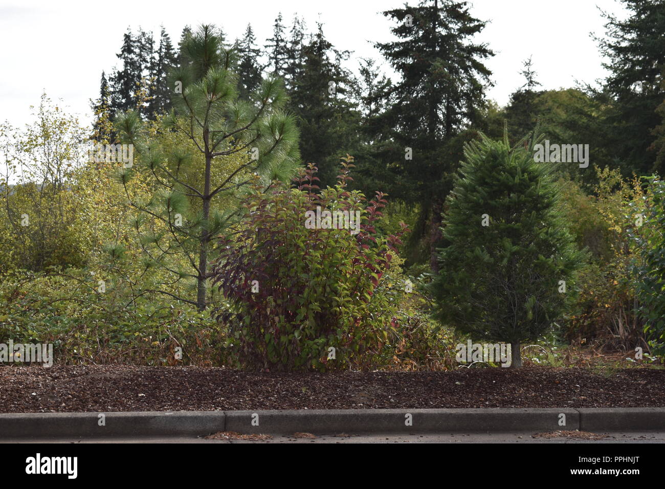 trees and bushes Stock Photo - Alamy