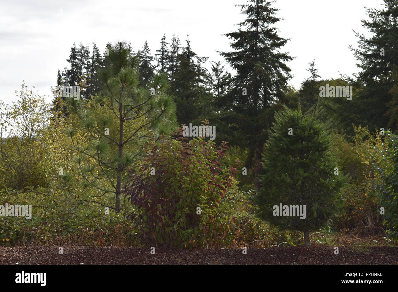 trees and bushes Stock Photo - Alamy