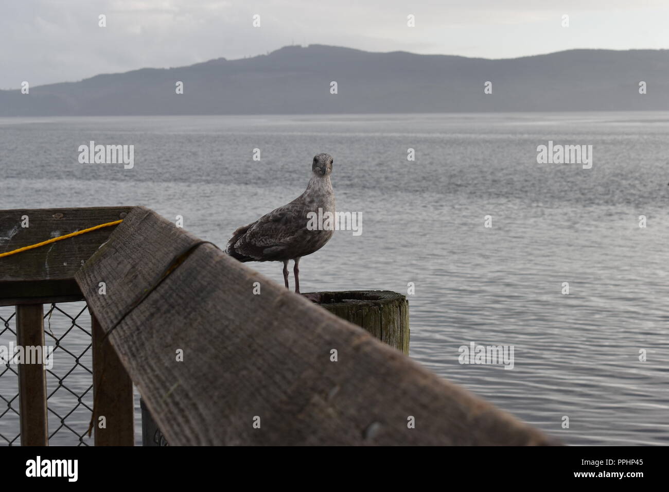 Birds at the Oregon coast Stock Photo - Alamy