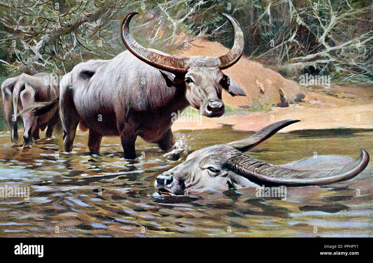 Indian buffalo hi-res stock photography and images - Alamy