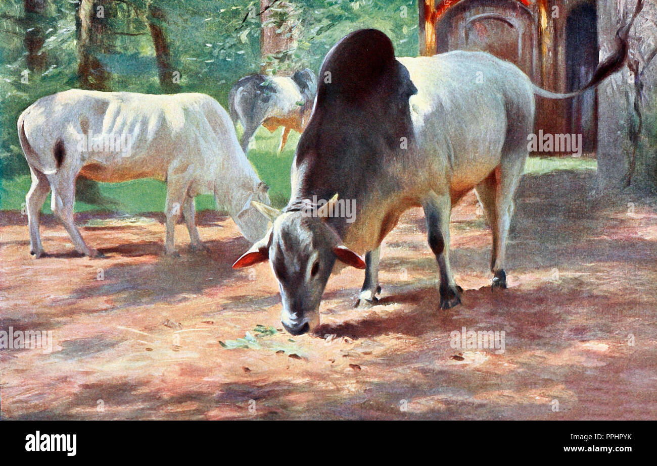 Indian Humped Cattle Stock Photo - Alamy