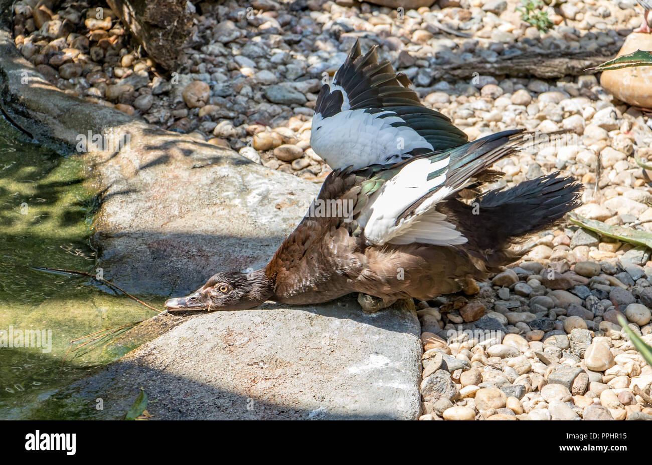 Waving duck hi-res stock photography and images - Alamy