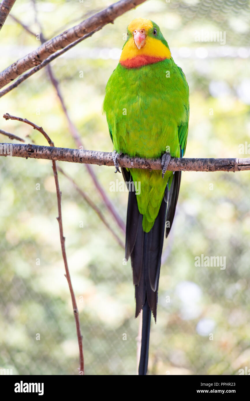 The colorful Superb Parrot (Polytelis swainsonii), Barraband's Parakeet ...
