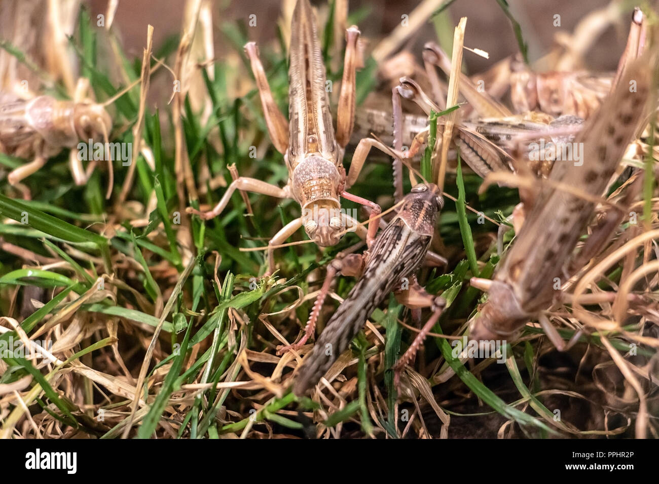 Closeup of a Meadow Grasshopper - Chorthippus parallelus - eating green ...